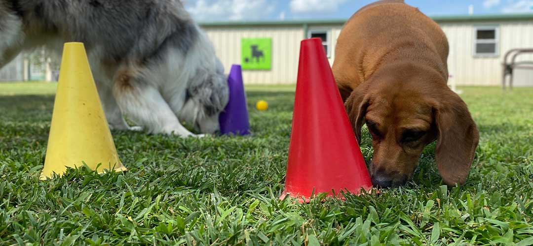 Unlock Dog's Potential with Enrichment | Muenster Pet