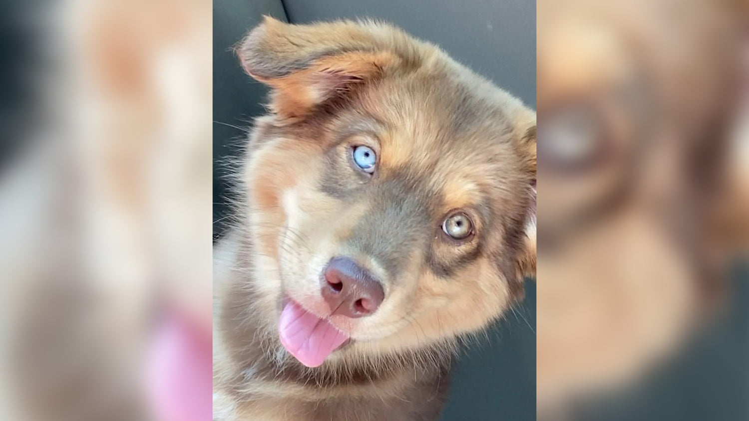 Team Muenster Spotlight: Kelli Ford – Muenster Pet