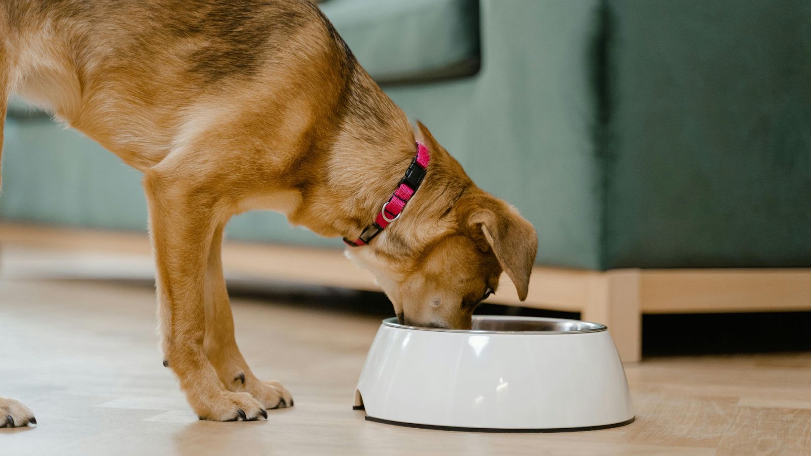 The Nutritional Scoop: Can Dogs Eat Pork? – Muenster Pet