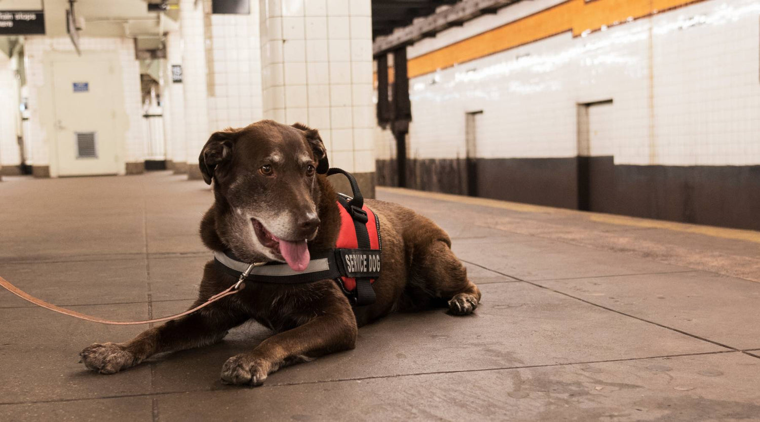 Paws for Patriots: A Look at Veteran Service Dogs – Muenster Pet