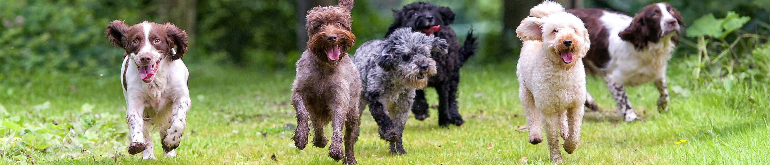 Large Breed Dog Food from Muenster Pet