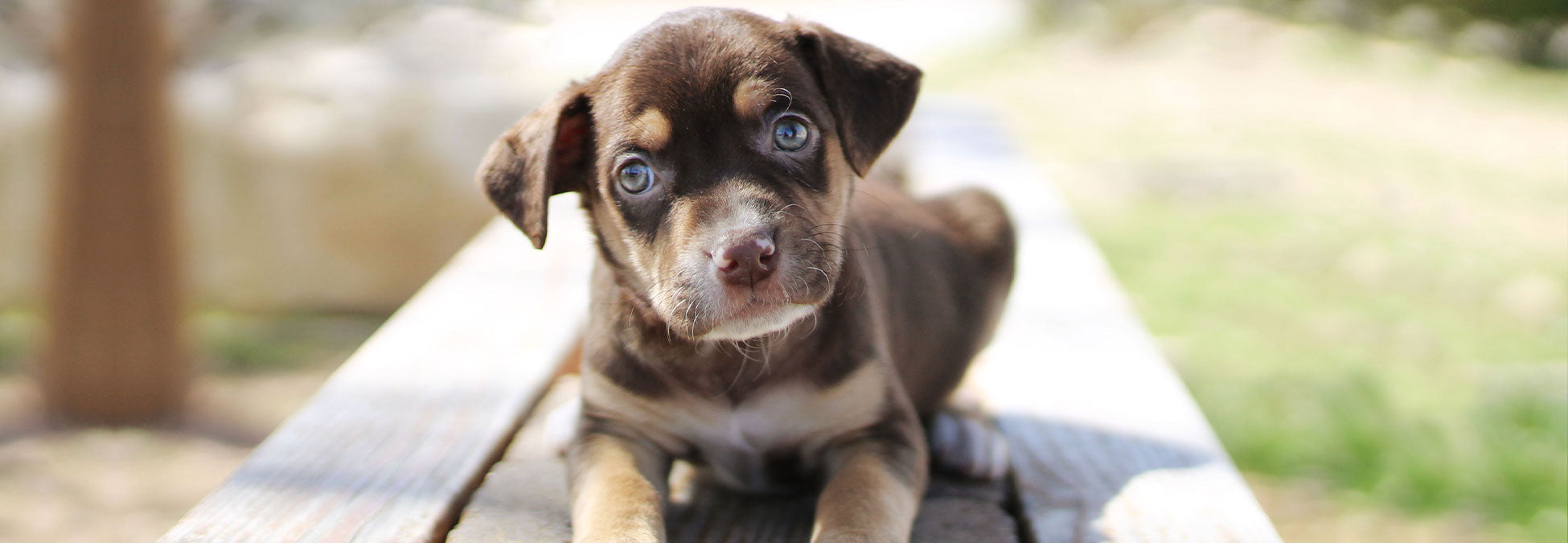 New! – Muenster Pet