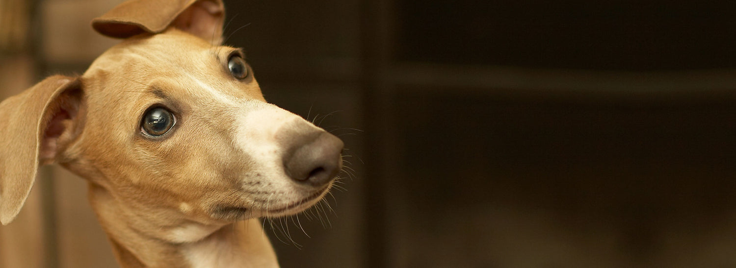 Muenster Pet: Premium Dog Food & Treats