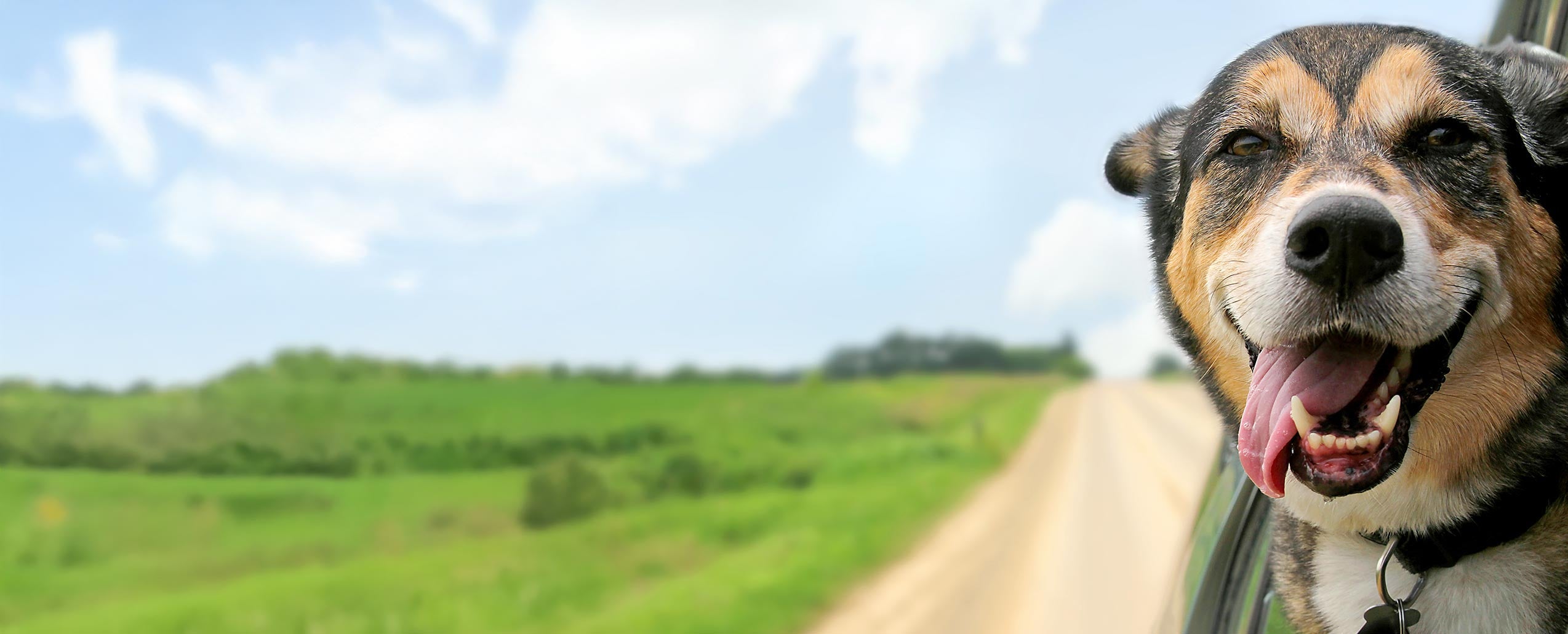 Muenster Pet: Premium Dog Food & Treats