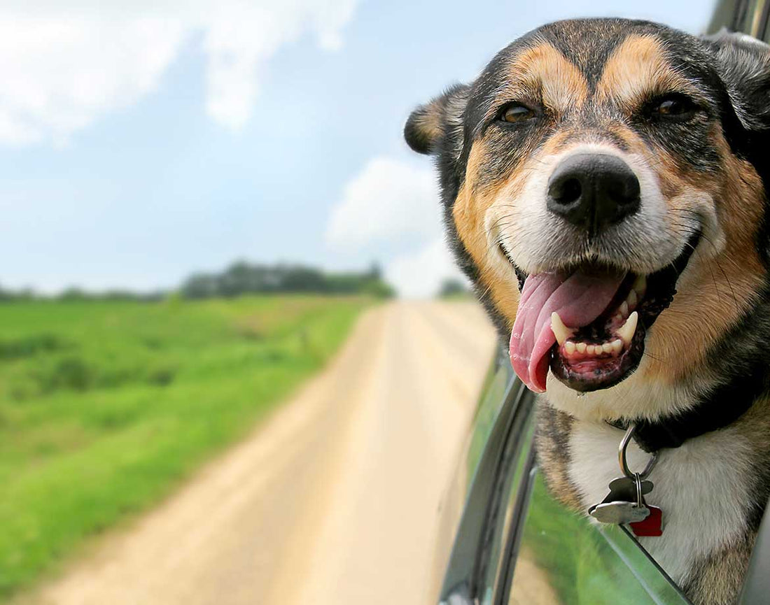 Muenster Pet: Premium Dog Food & Treats