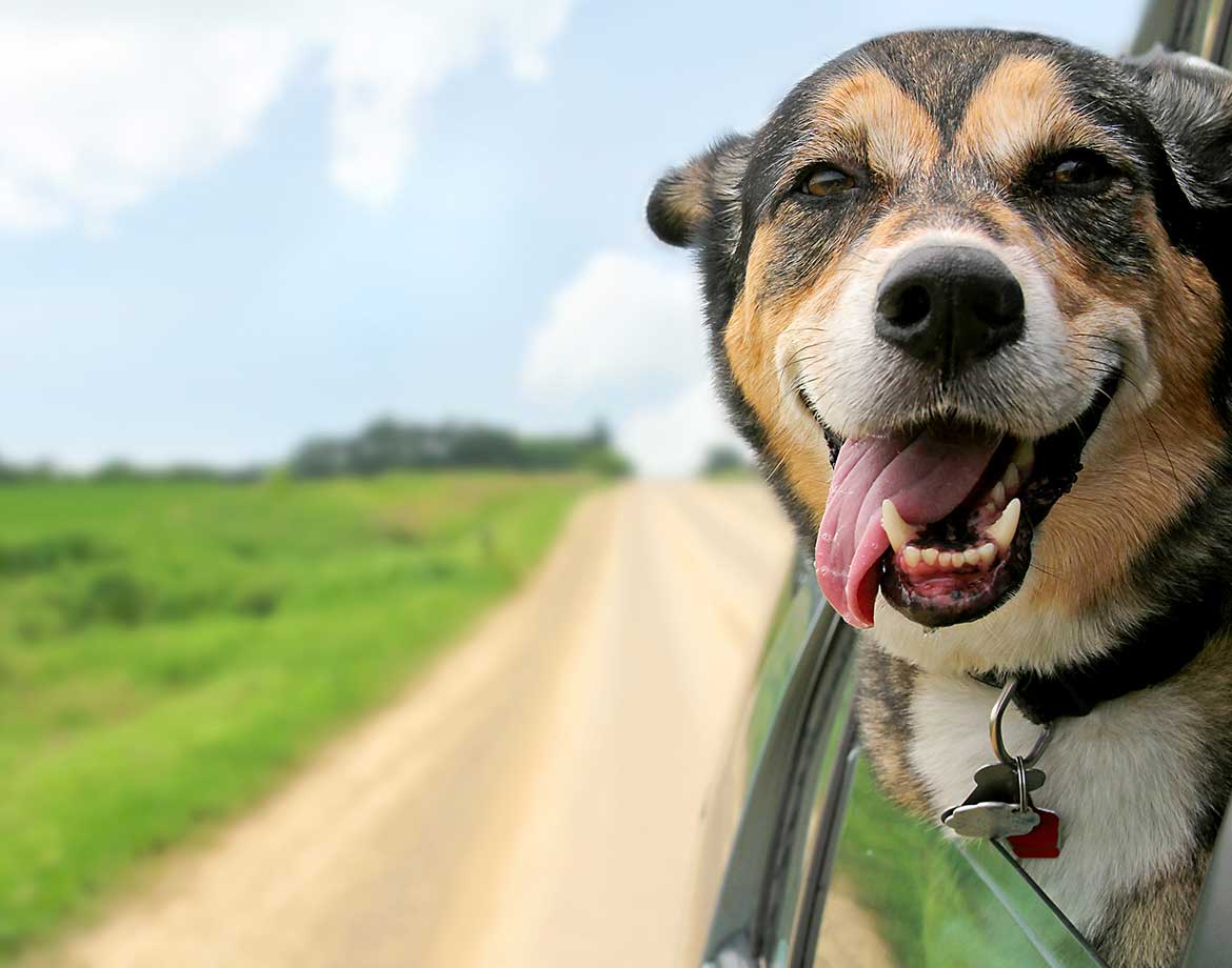 Muenster Pet: Premium Dog Food & Treats