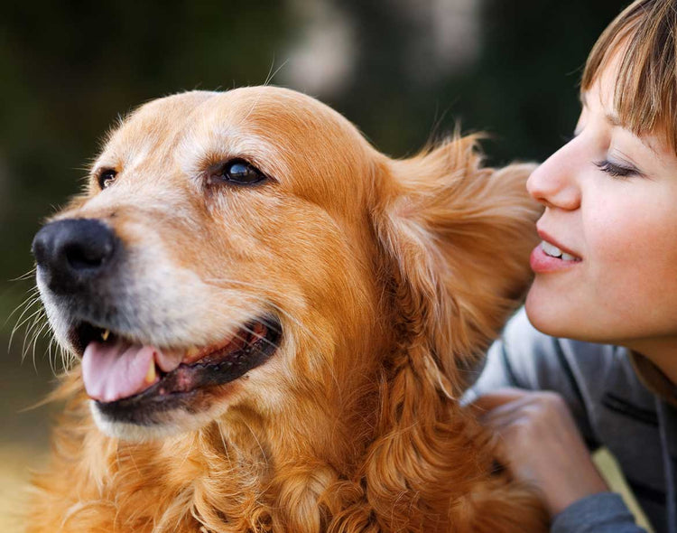 Muenster Pet: Premium Dog Food & Treats