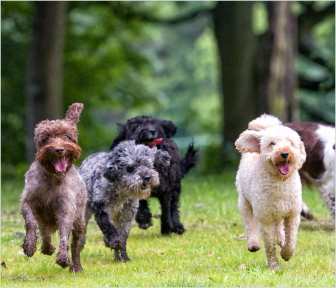 Muenster Pet: Premium Dog Food & Treats