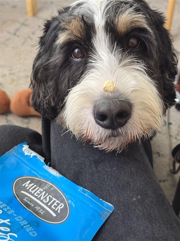 Muenster Pet: Premium Dog Food & Treats